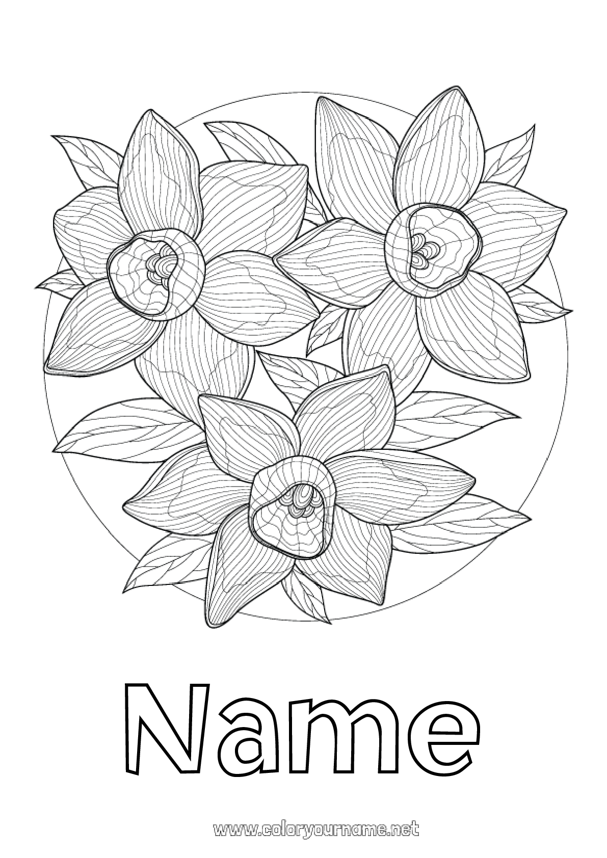 Coloring page No.1317 - Flowers Spring Daffodils