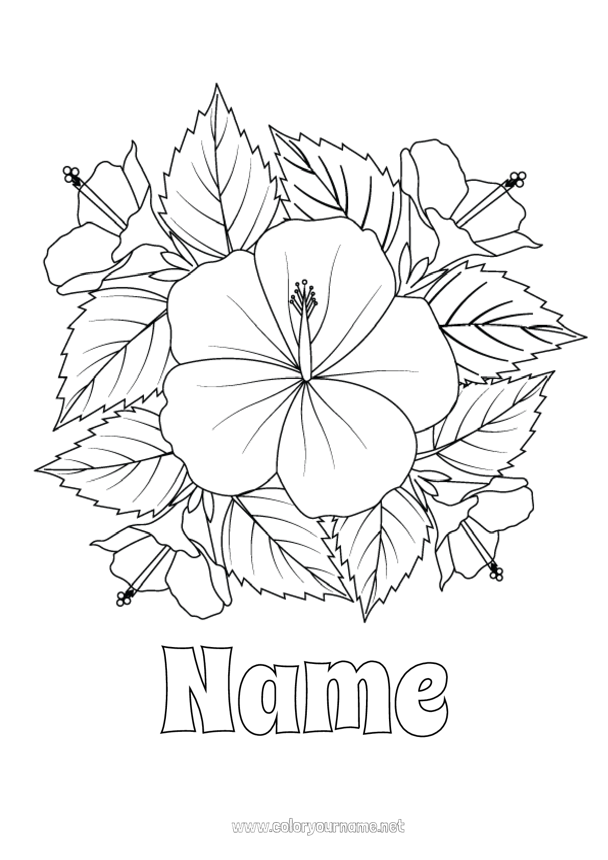 Coloring page No.2002 - Flowers Summer Hibiscus