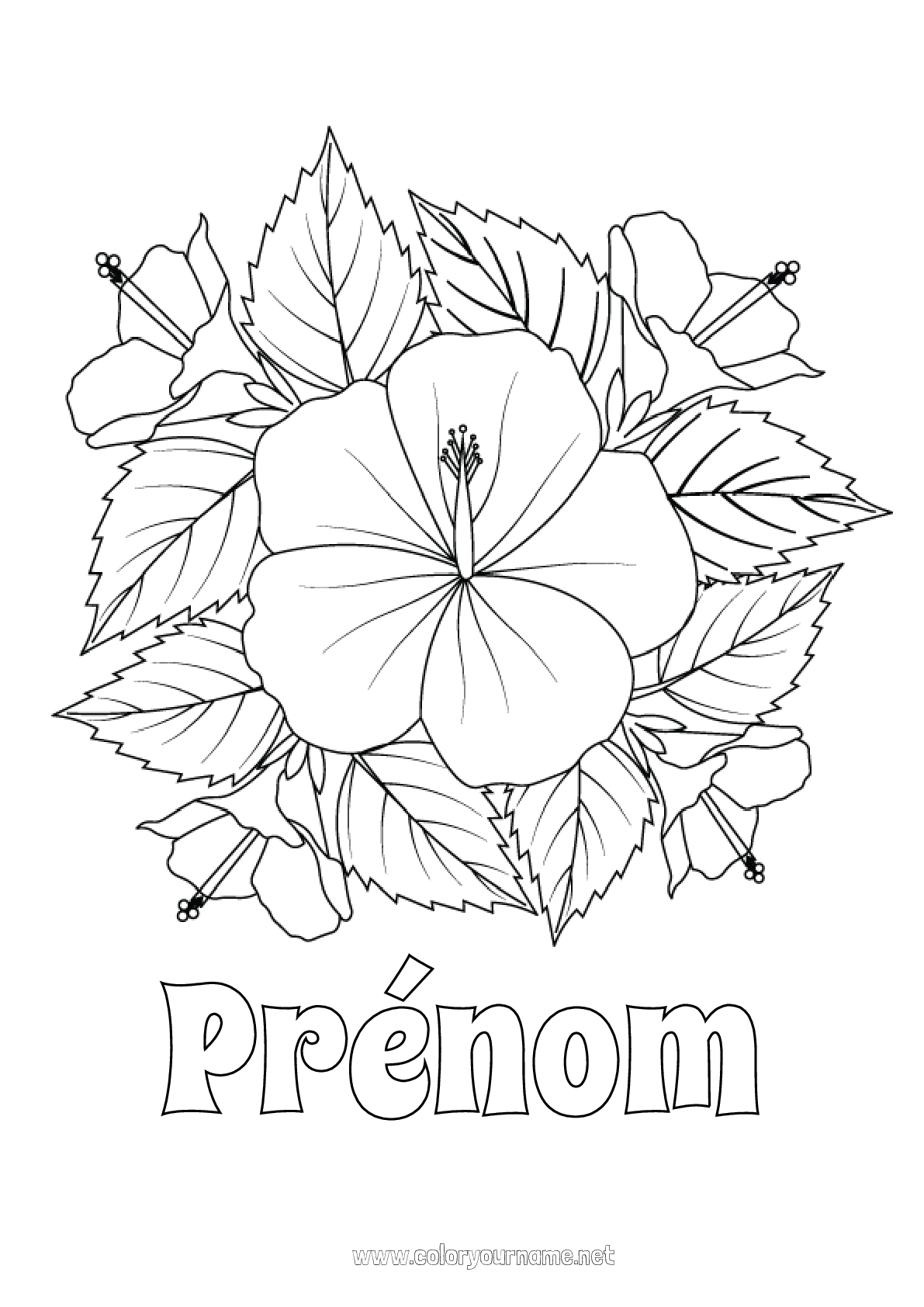 Coloriage n°2002 - Fleurs Été Hibiscus