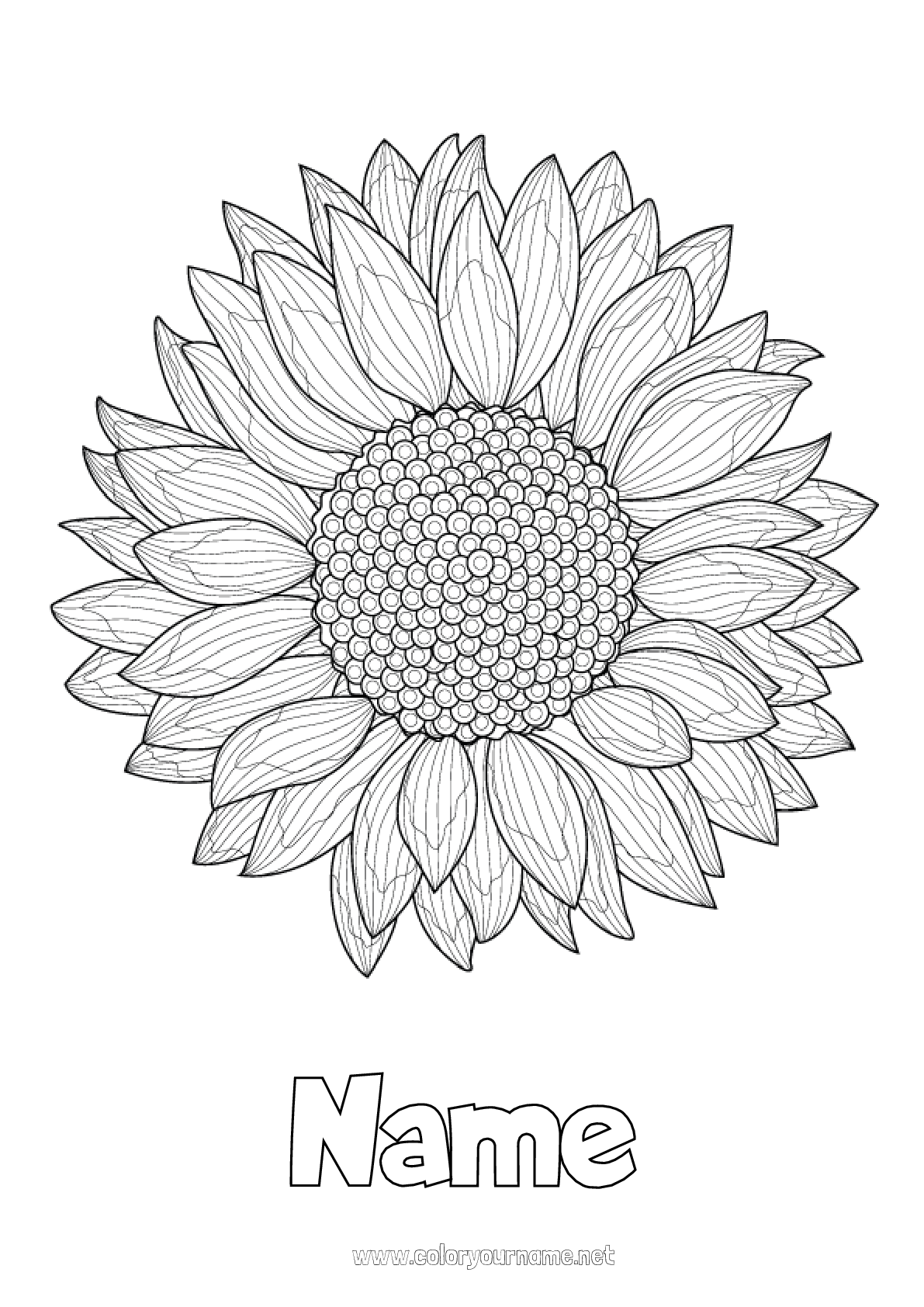 Coloring page No.2102 - Flowers Summer Sunflower