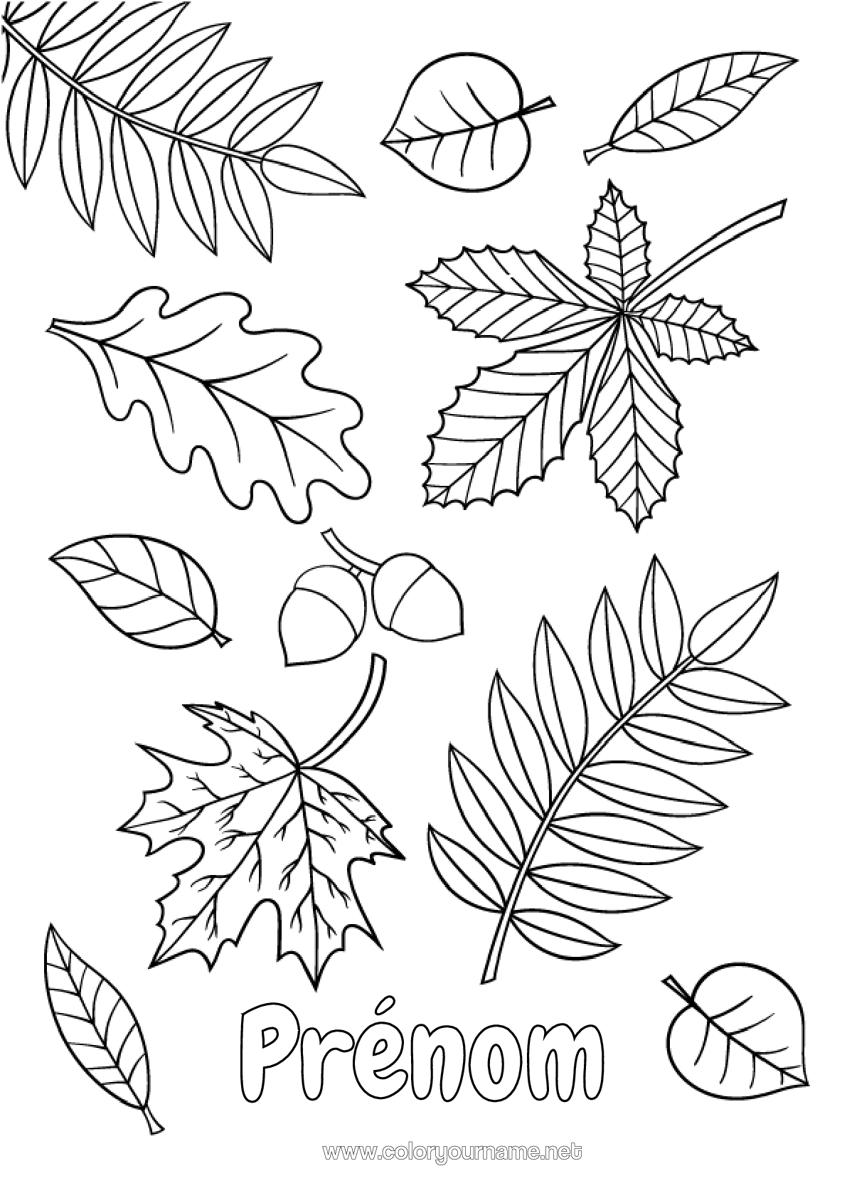 Coloriage n°2886 - Automne Feuilles