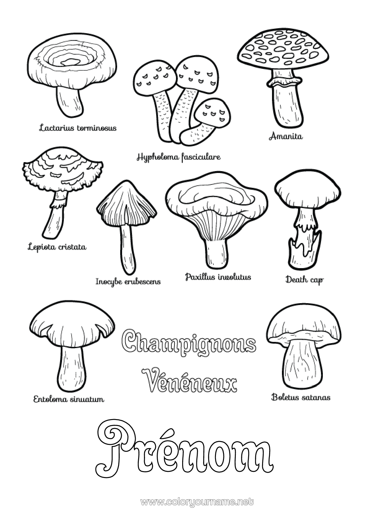 Coloriage n°3104 - Activités enfants Champignon