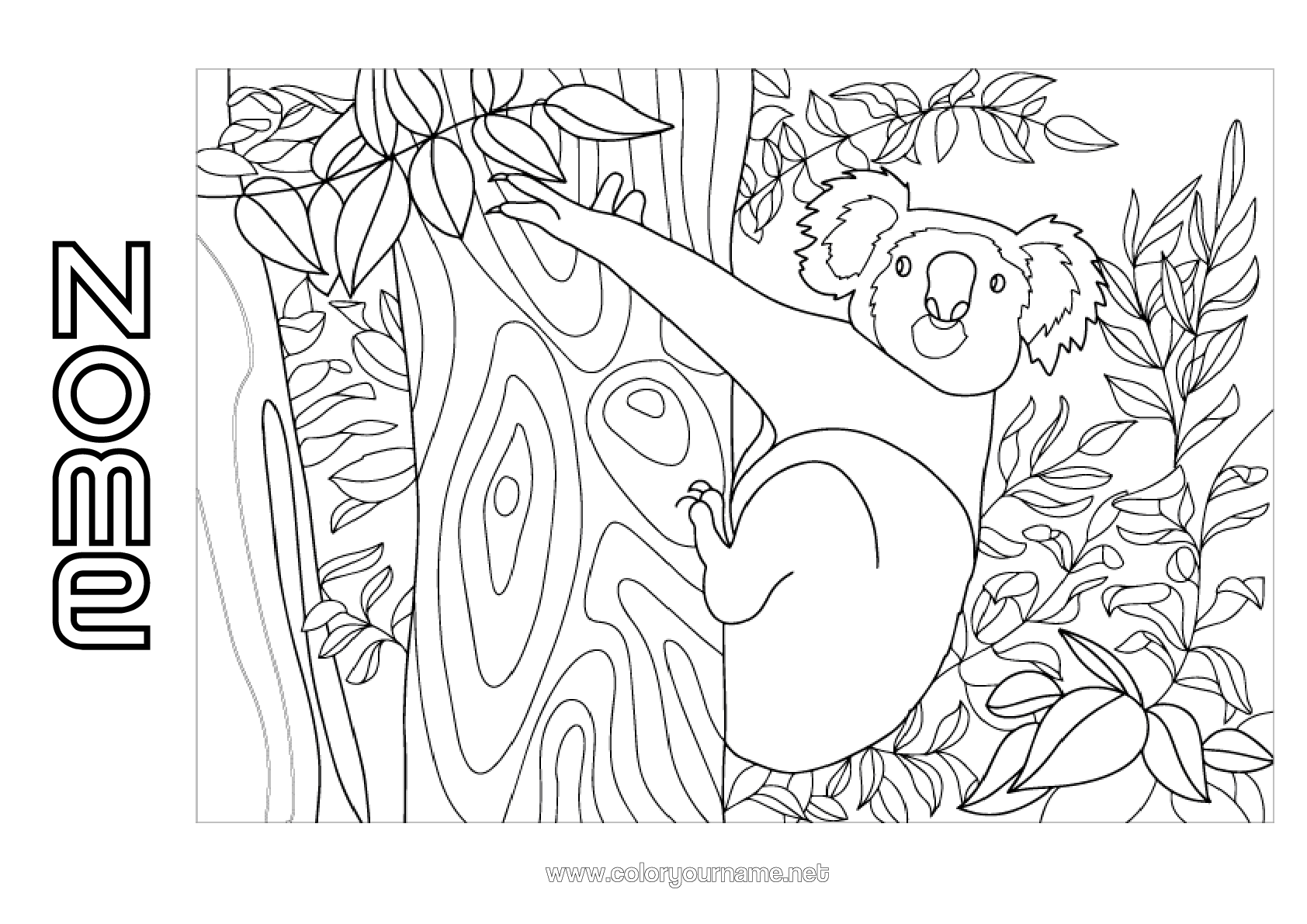 Pagina da colorare n.3551 - Animale Koala Australia