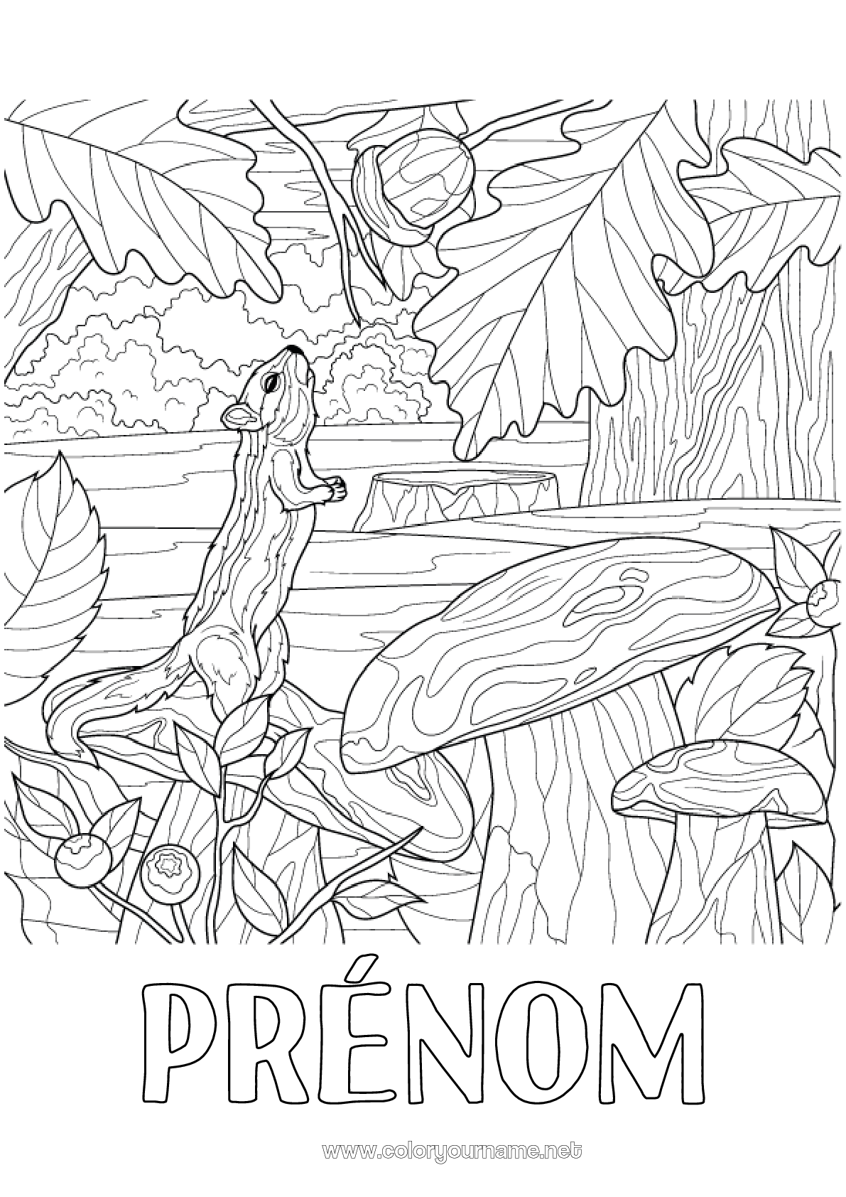 Coloriage n°4428 - écureuil Automne Animal