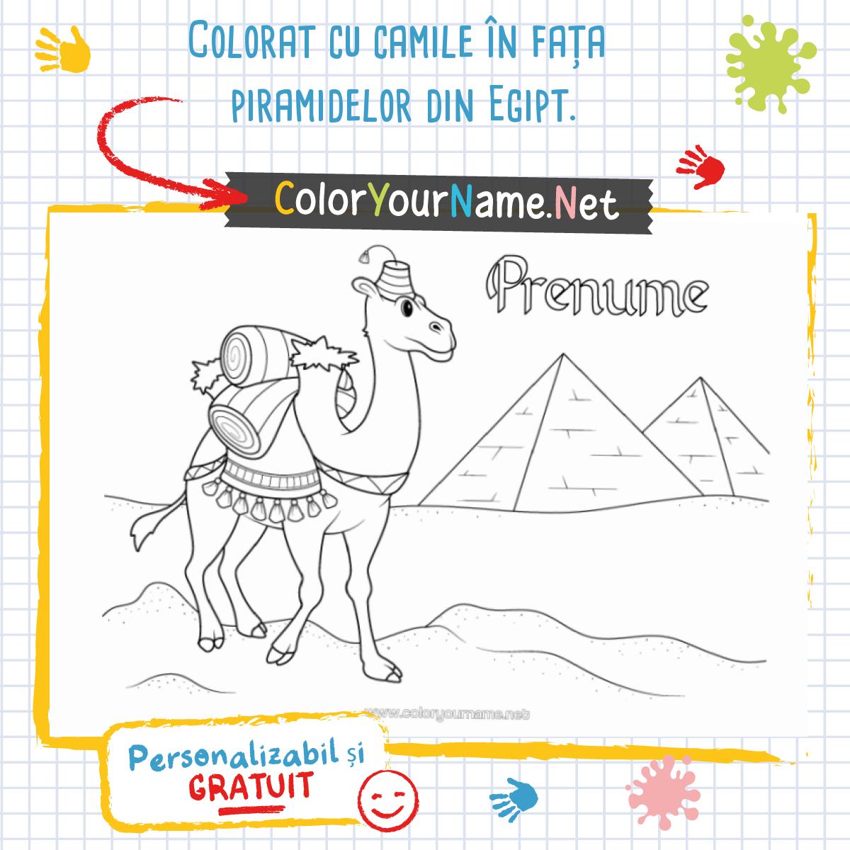 Colorat cu camile în fața piramidelor din Egipt.
