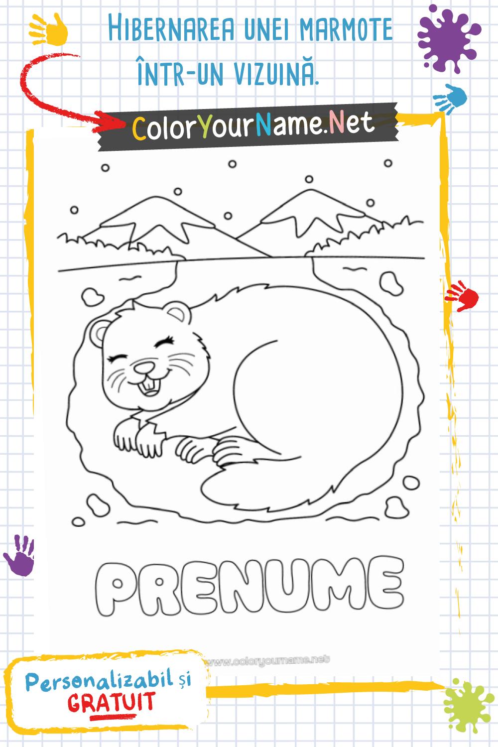 Hibernarea unei marmote într-un vizuină.